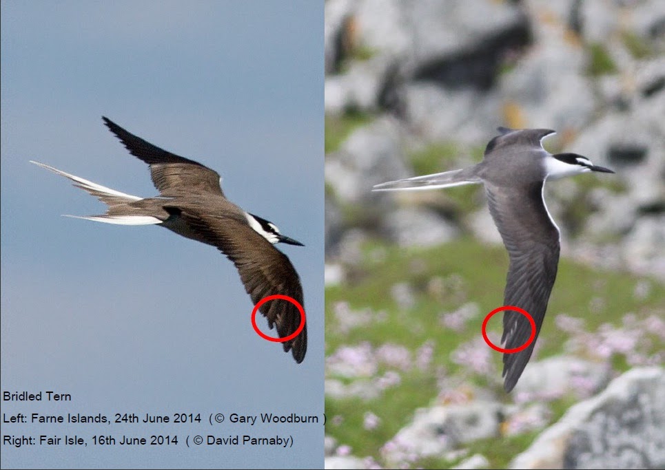 Fair Isle Bird Observatory: the Warden's diary: There is a Season, Tern ...