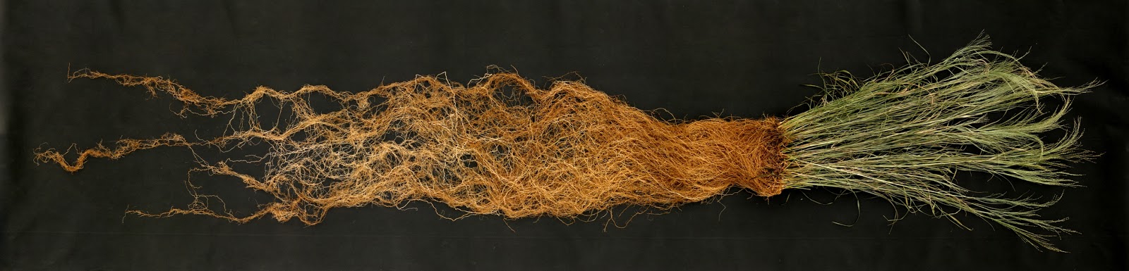 A Great, Native Grass for Your Garden - Little Bluestem