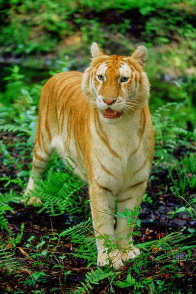 Jenis-Jenis Harimau diseluruh Dunia | Dunia Pixie