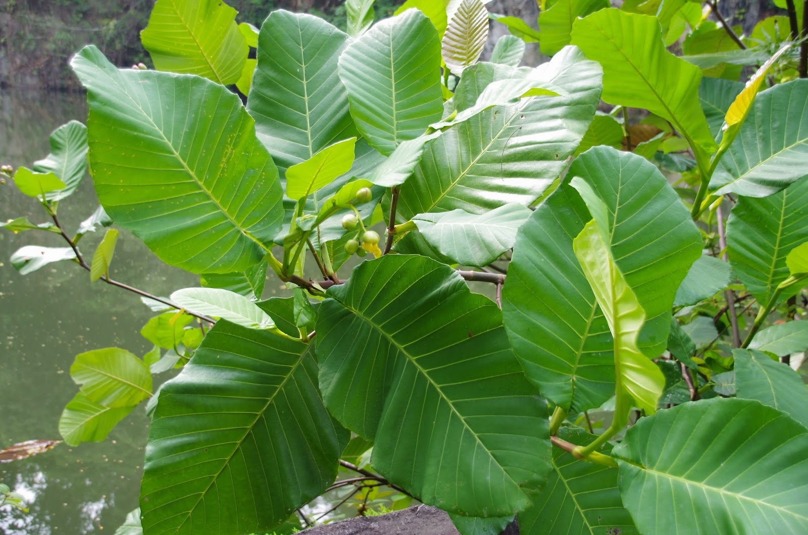 Trees and Plants: Simpoh Air