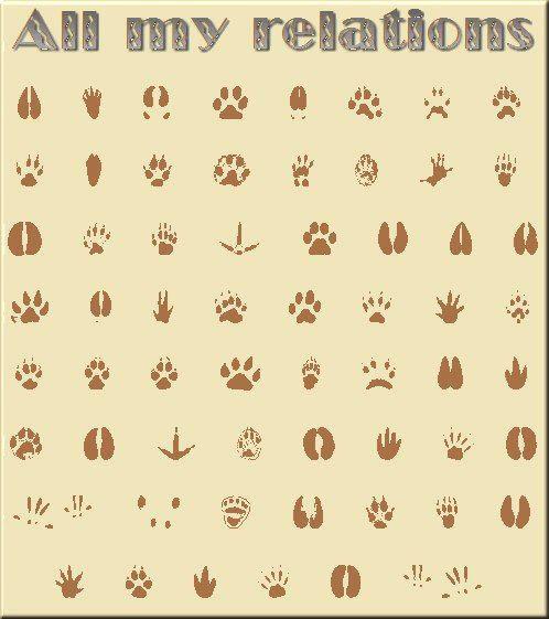 Not Buying Anything: All My Relations - Learning From Nature