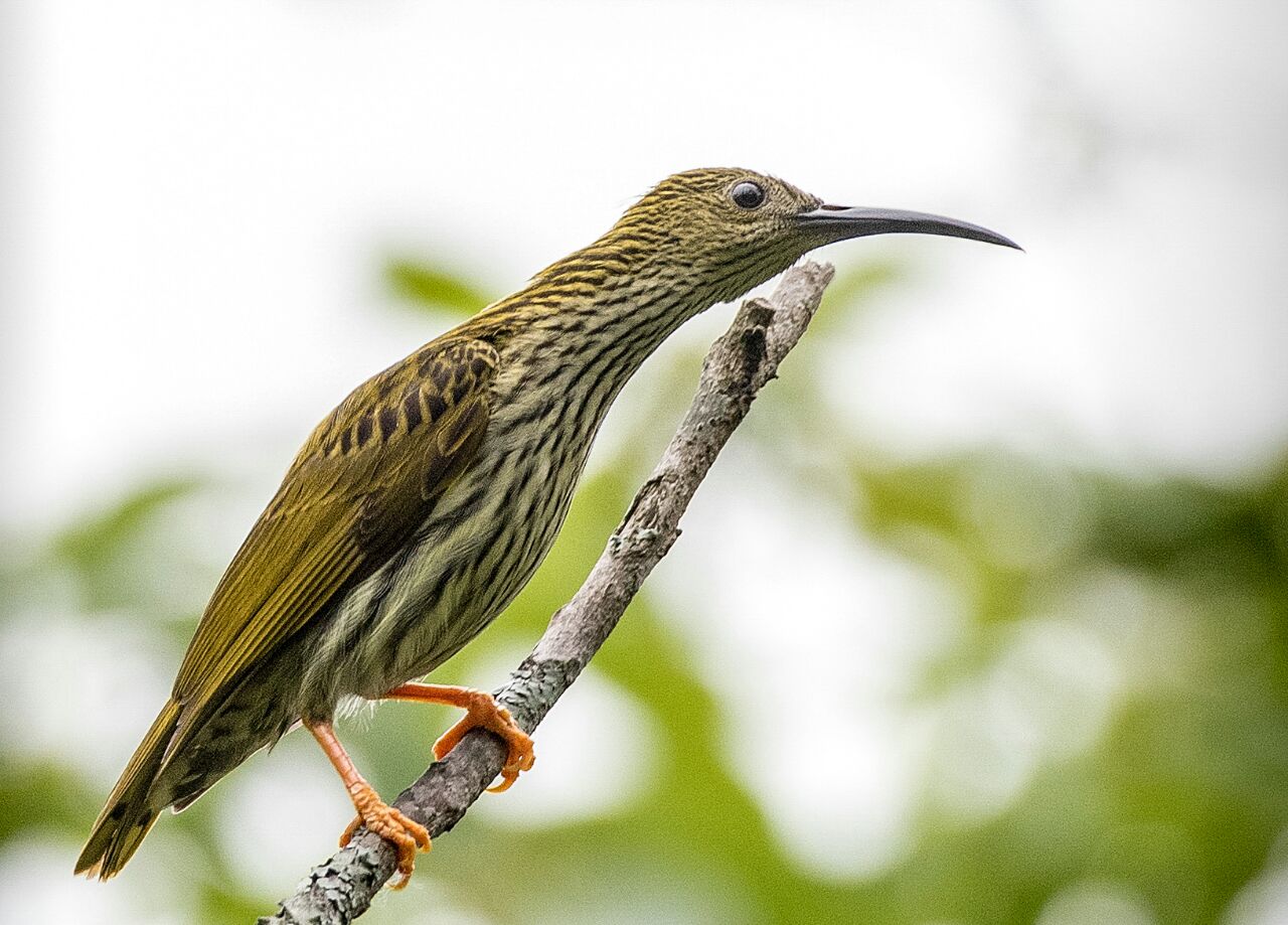 SHARING OPINION: BIRDS OF ARITAR & SIKKIM