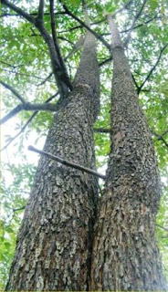 ANEKA TUMBUHAN OBAT: Khasiat Kulit Pulai