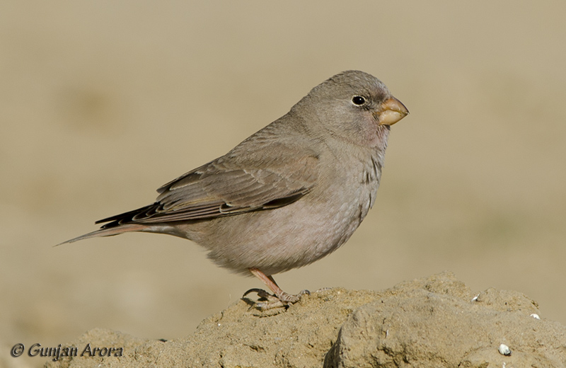 Indian Birds Photography: (delhibirdpix) Trumpeter Finches send season ...