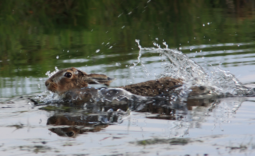 Pepijn Hof: Zwemmende Haas (Swimming Hare)