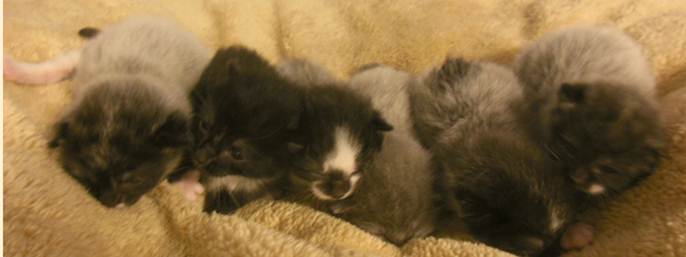 KittenRescues.org - A Second Chance Puppies and Kittens Rescue's Team ...