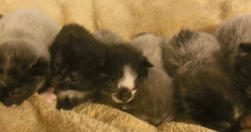 KittenRescues.org - A Second Chance Puppies and Kittens Rescue's Team ...