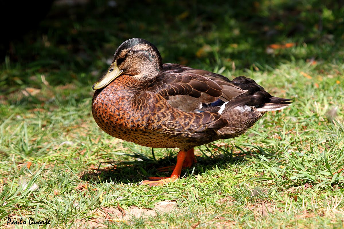 A arte de debicar: Pato-real