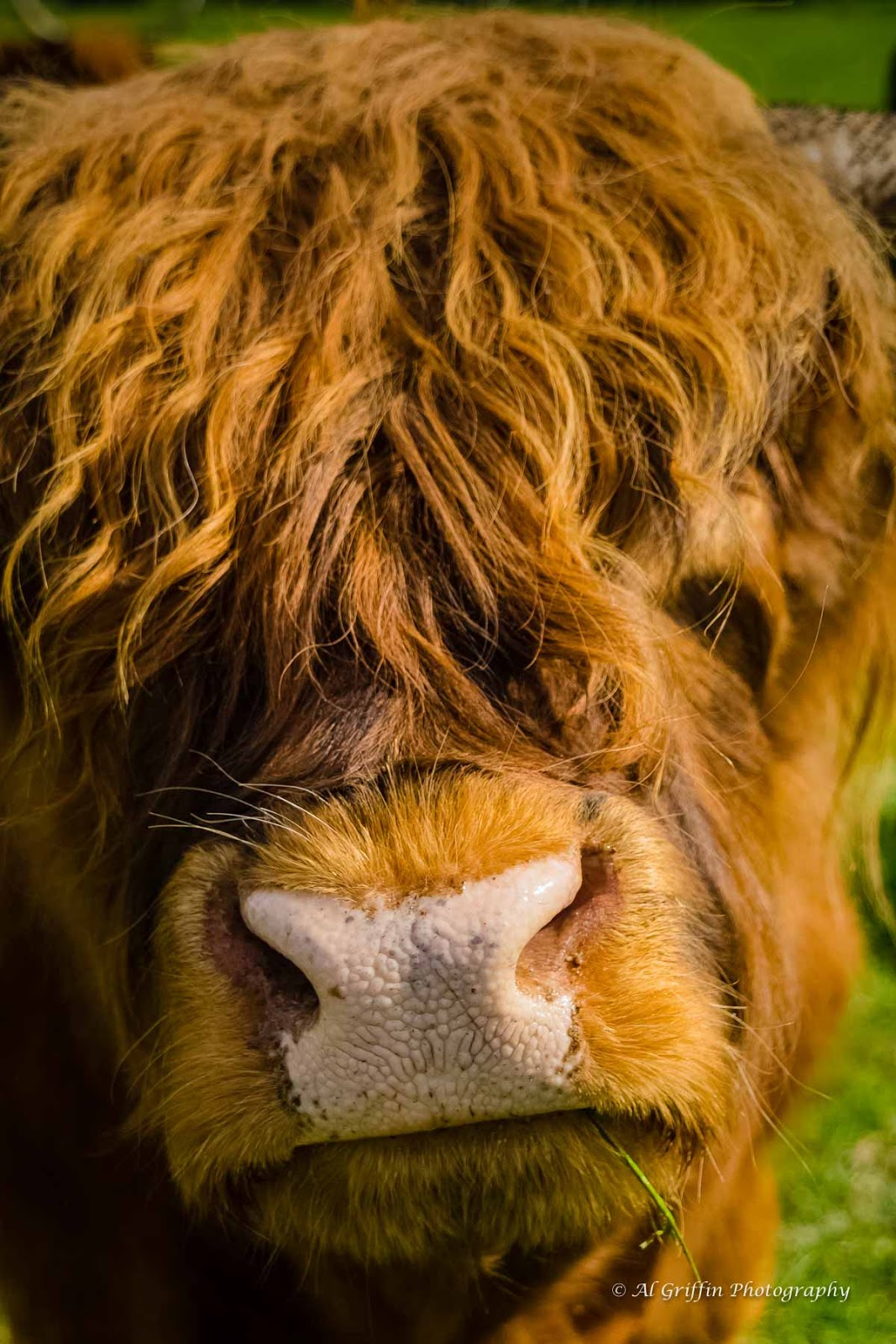 Our Eyes Upon Missouri: Highway H Highland Cattle Ranch, Owned and ...