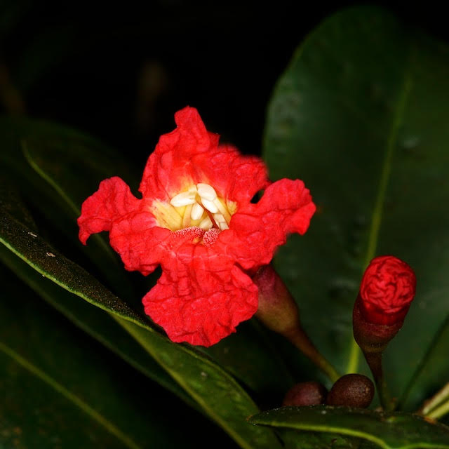 Flora de Puerto Rico Ilustrada Papo Vives: Bignoniaceae Tabebuia ...