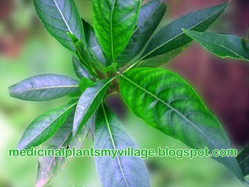 Medicinal Plants My Village