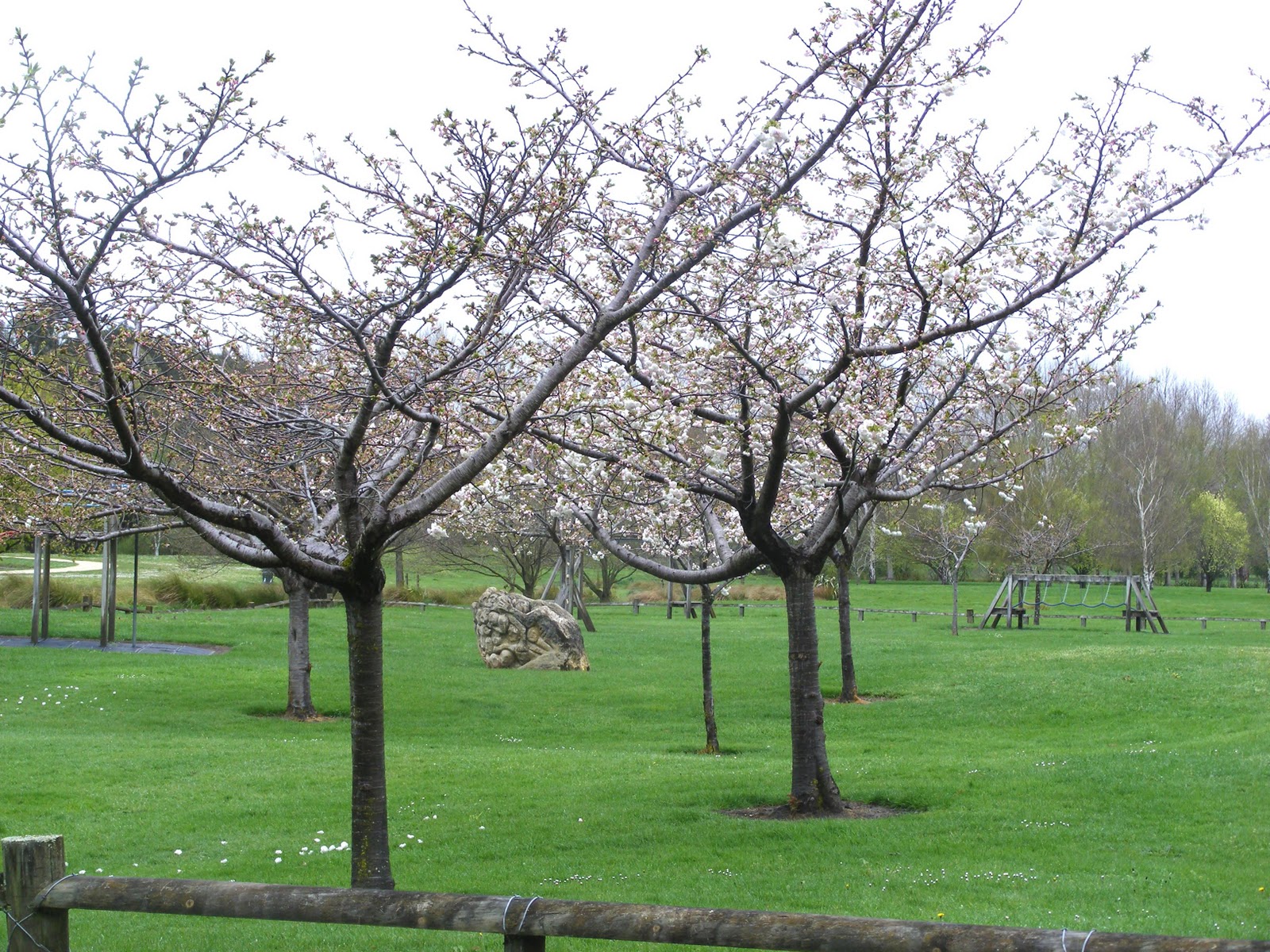 Rachel Callaghan Landscape Architect, NZ: Prunus shirotae Mount Fuji