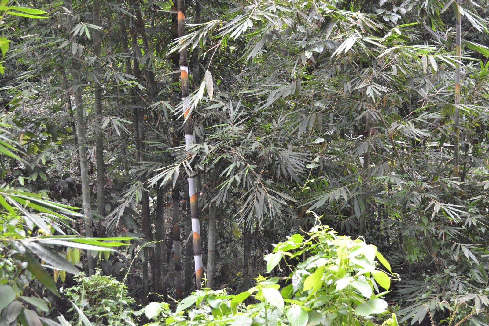 Woodpeckers of the World: Habitats: Bamboo - Bambuseae