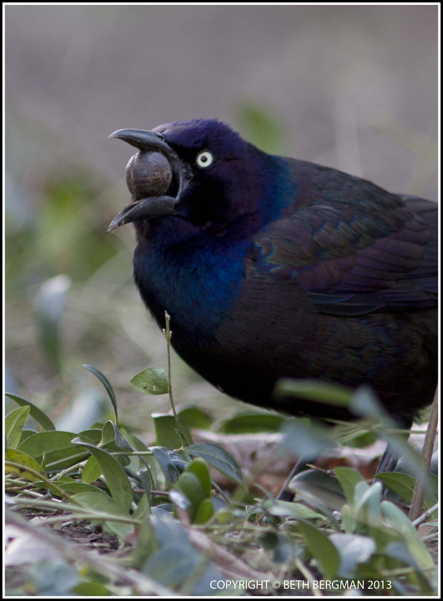 The Beth Lenz: Choke it down