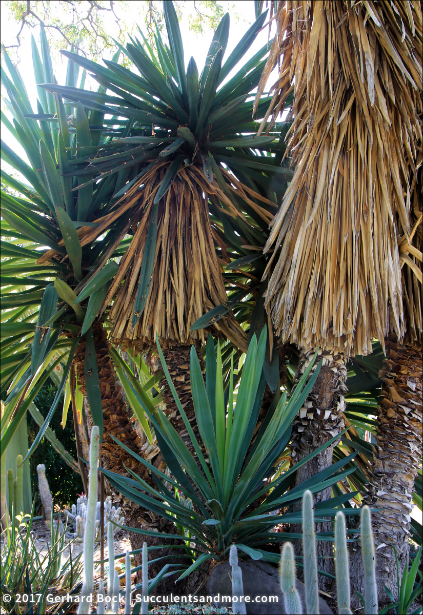 Succulents and more at the Ruth Bancroft Garden