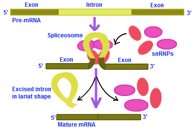 What are exons and introns? ~ Biological Science Help Blog ...