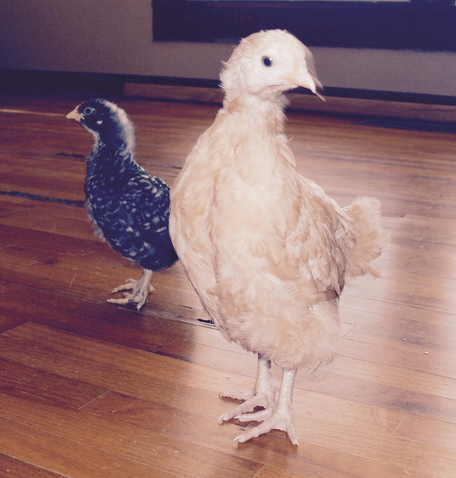 REHOBOTH FARM: Family Bonding - Socializing Our Chickens