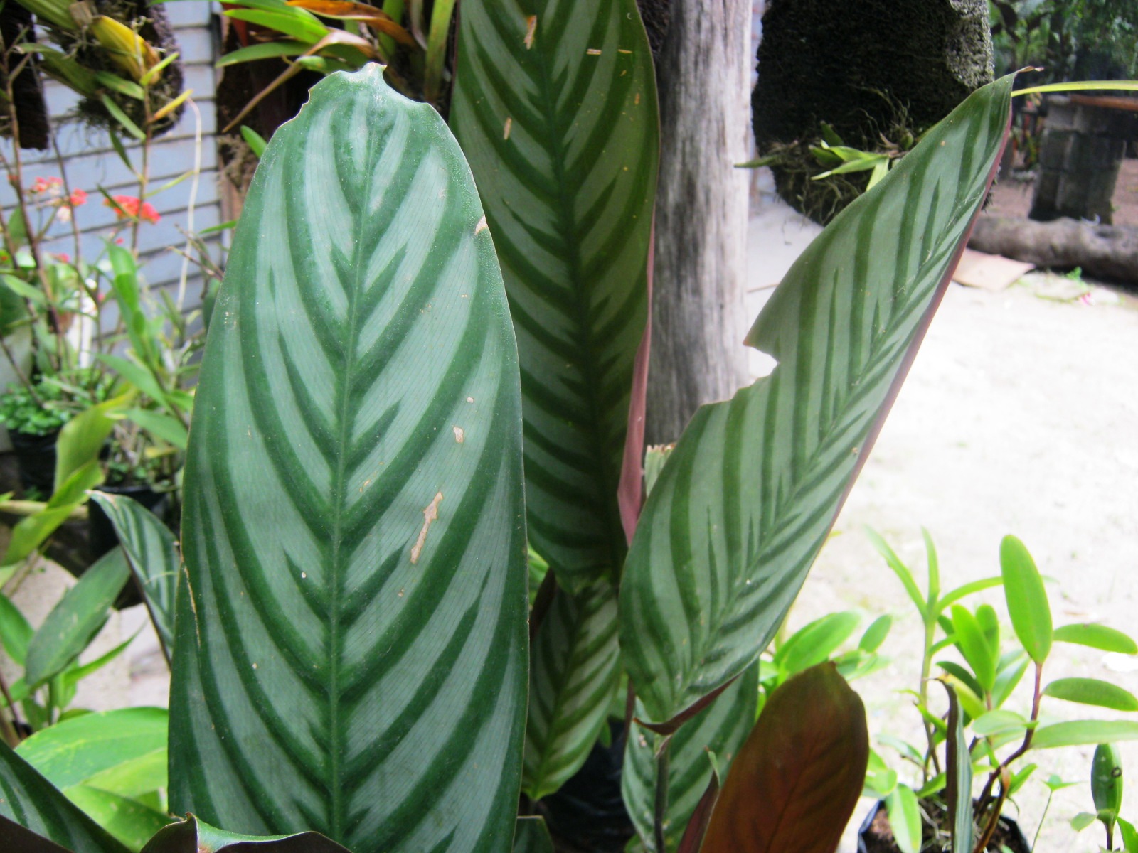 APUNTES - REVISTA DIGITAL DE ARQUITECTURA: Flores y plantas de la Selva ...