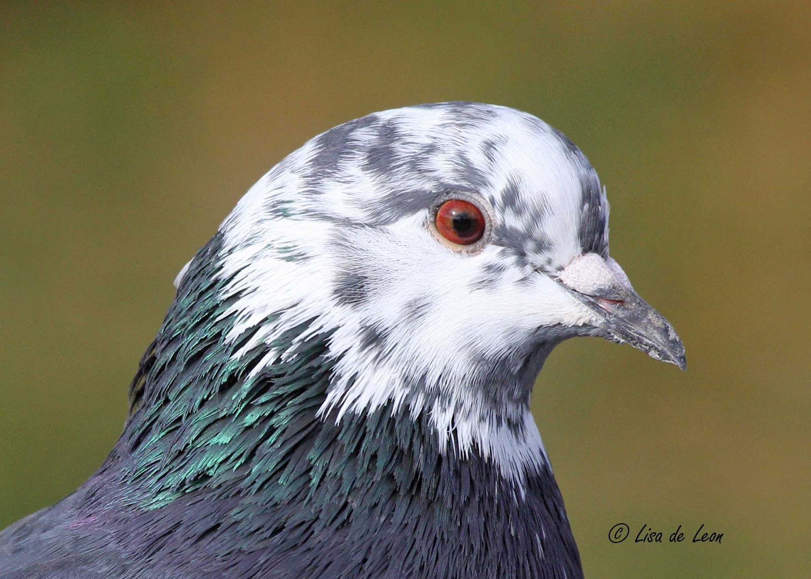 Birding with Lisa de Leon: Pigeons