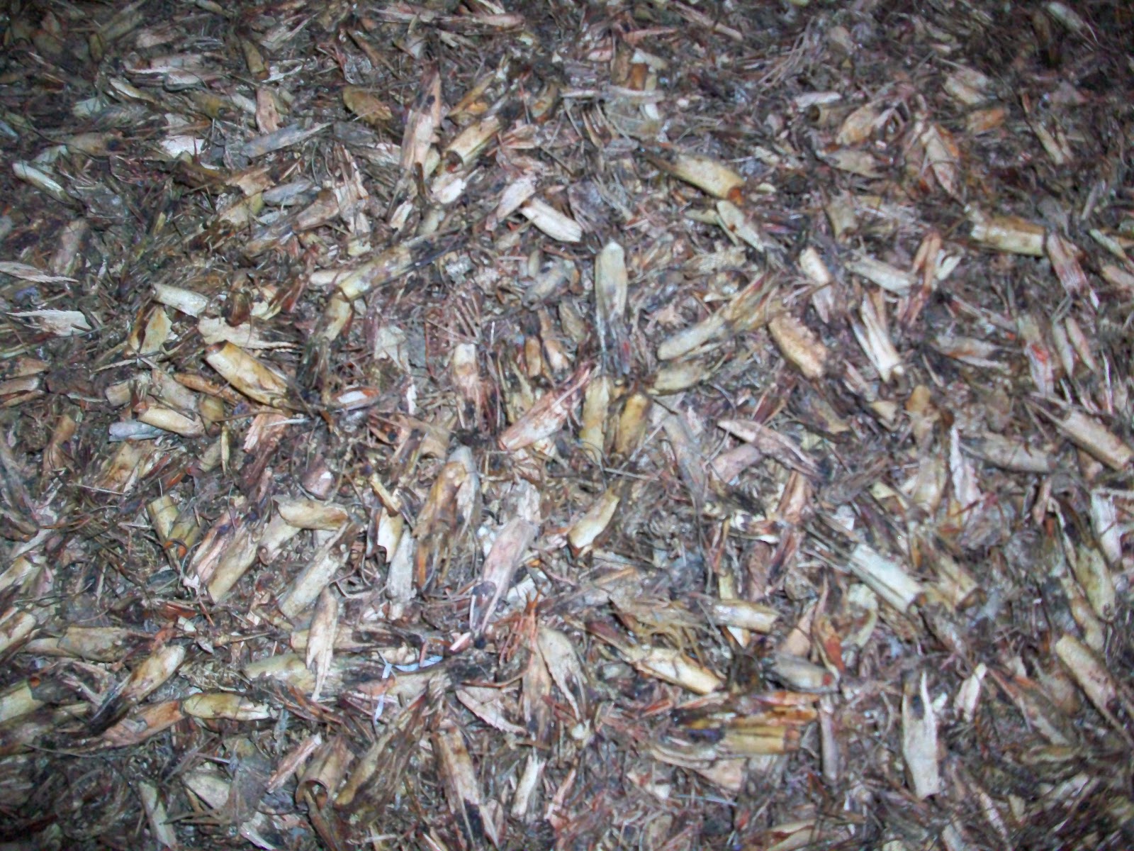 Dhaka ChemieTechs: Dried Shrimp Shell