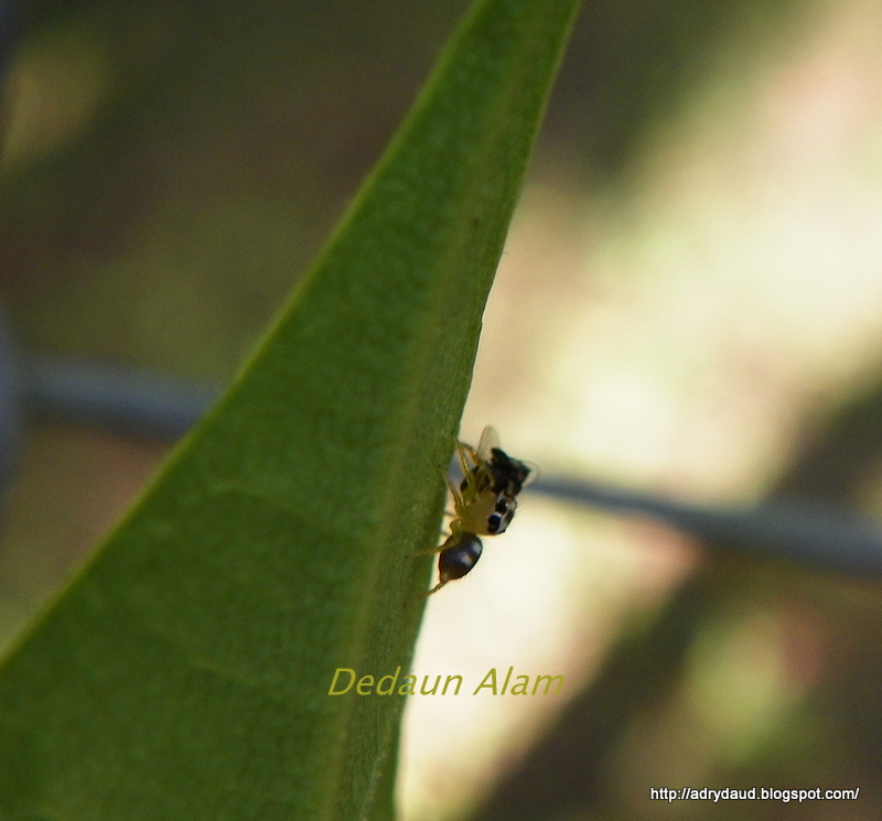 Dedaun Alam: Kebun Kecil Tepi Pagar - Serangga Pembantu & Perosak