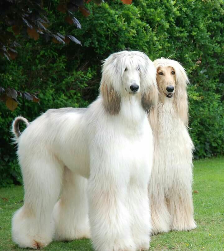 slingshot: Afghan Hound - facts