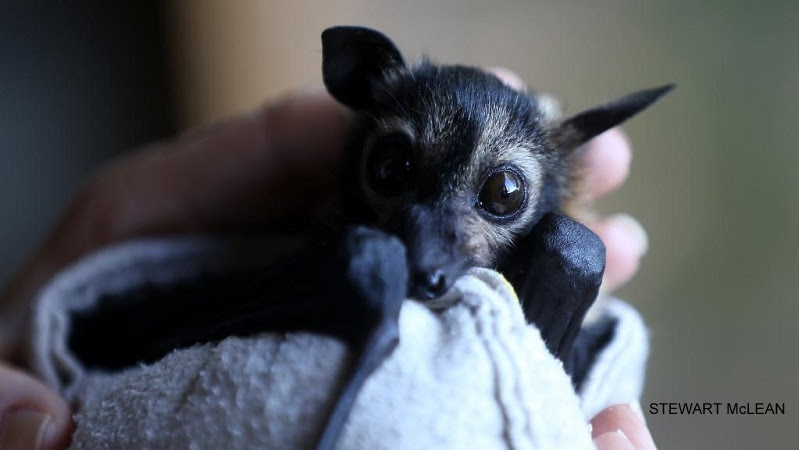 Baby Bat Face