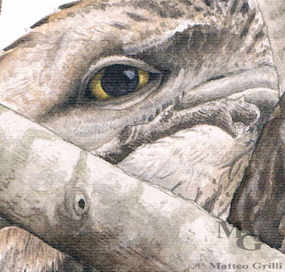 Matteo Grilli Wildlife Art: Silent Encounters - Part 2