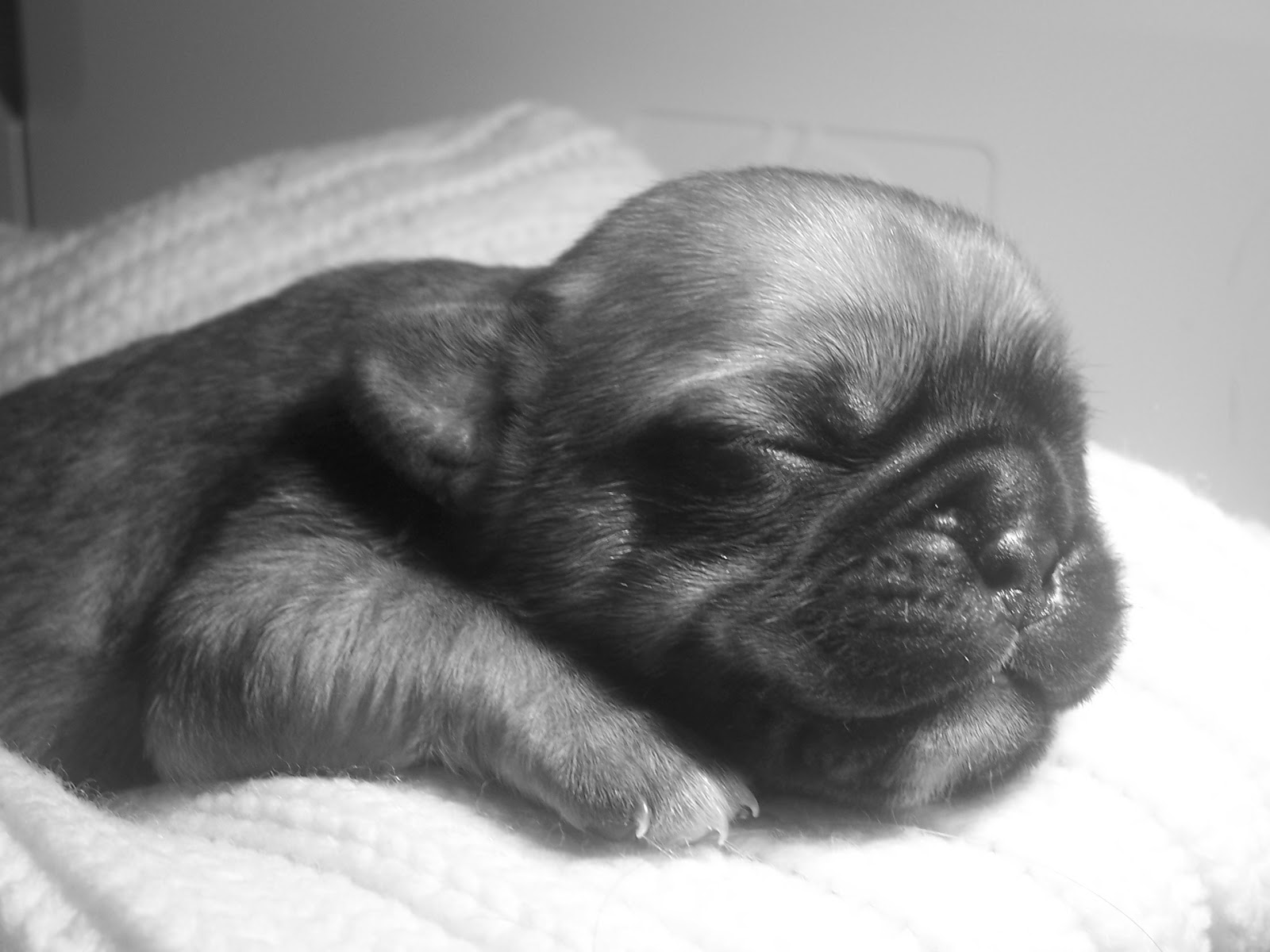 Zena's Doggy Tail's and Advice or Tip's for anything Pet's ...