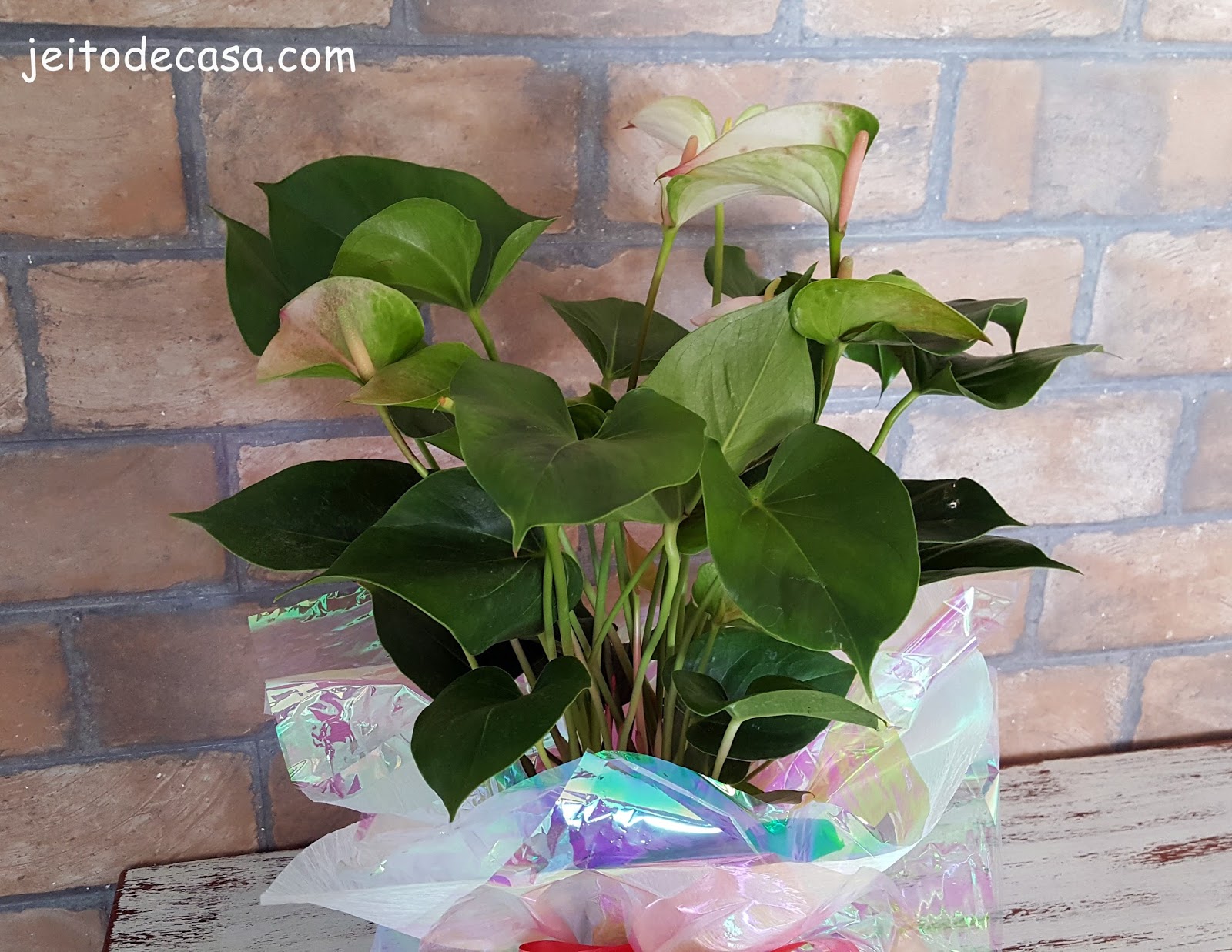 Antúrio uma ótima planta para decoração de interiores - Jeito de Casa ...