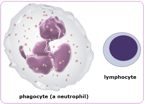 # 74 Blood cells - structure and functions | Biology Notes for IGCSE ...
