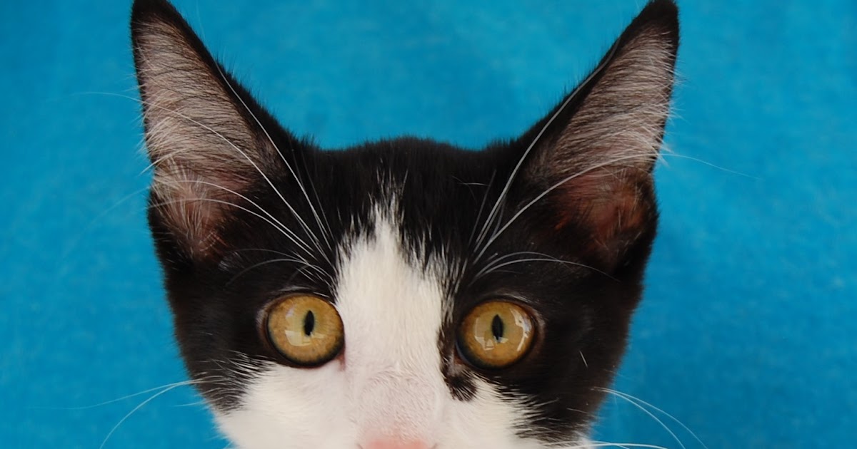 50 rescued kittens ready for adoption!