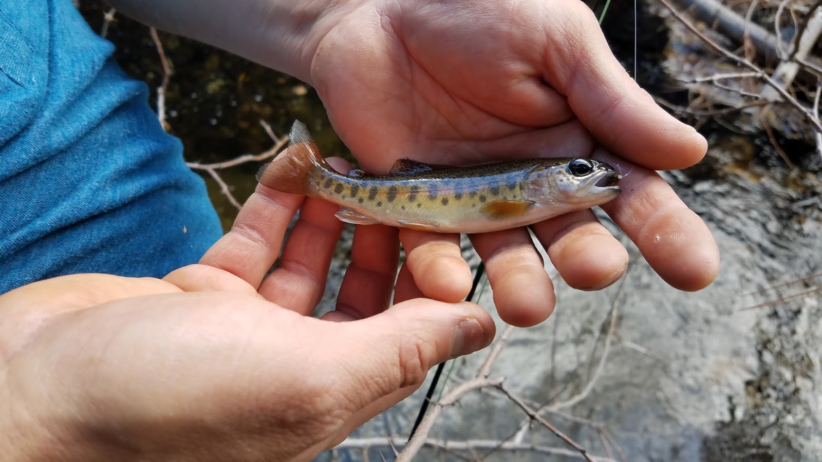 Catching Gila Trout.