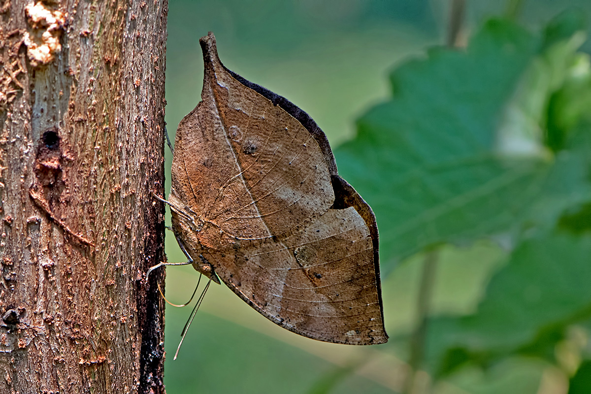 Kallima inachus - the Orange Oak Leaf | BugsAlive