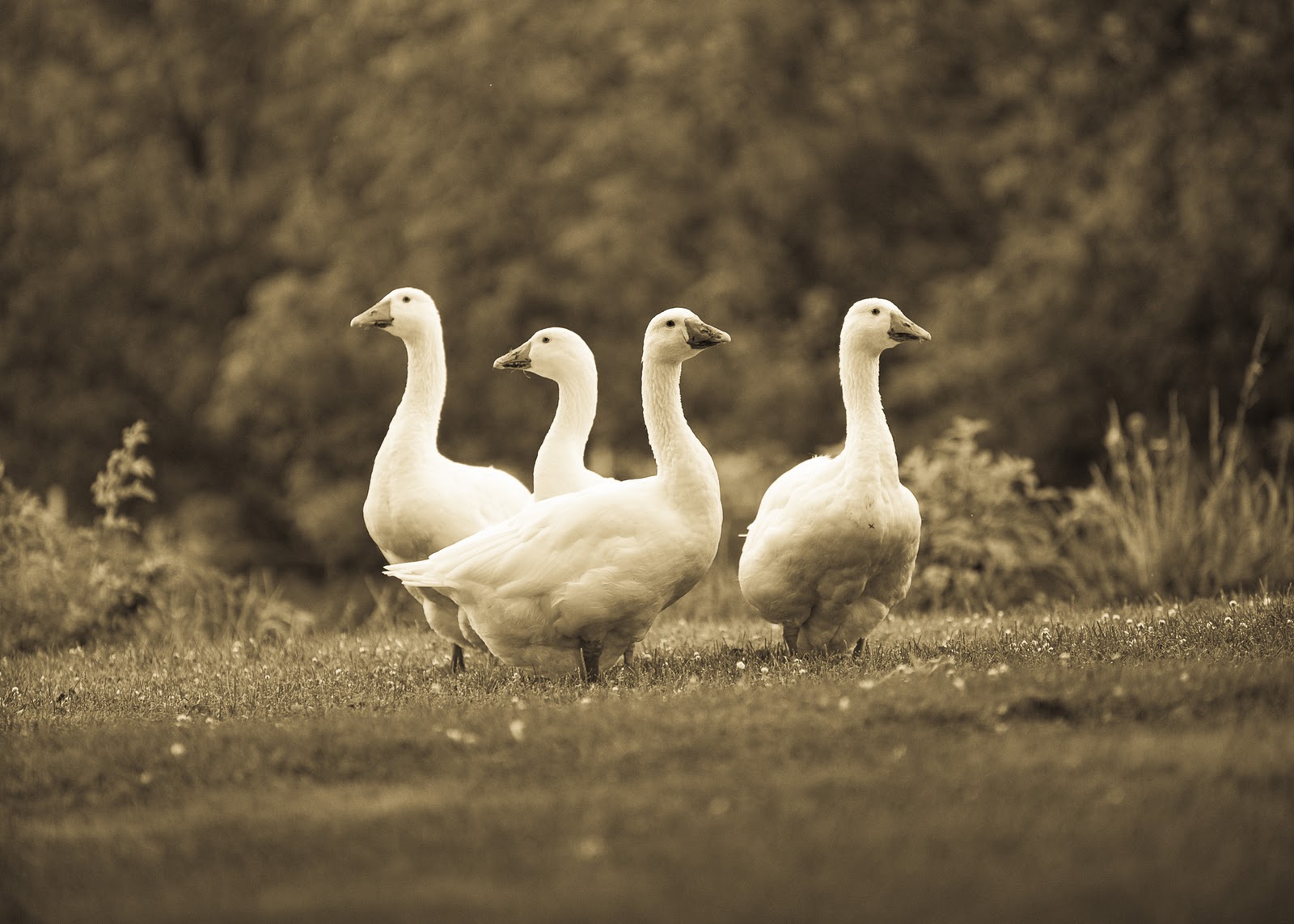 Chris Hynes Photography: The Goose Chaser Farm