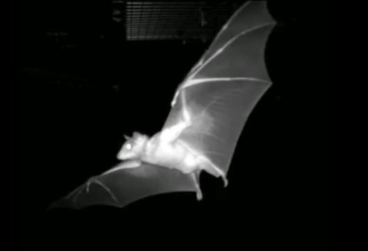 How Bats Actually Fly to Find Their Prey