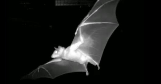 How Bats Actually Fly to Find Their Prey