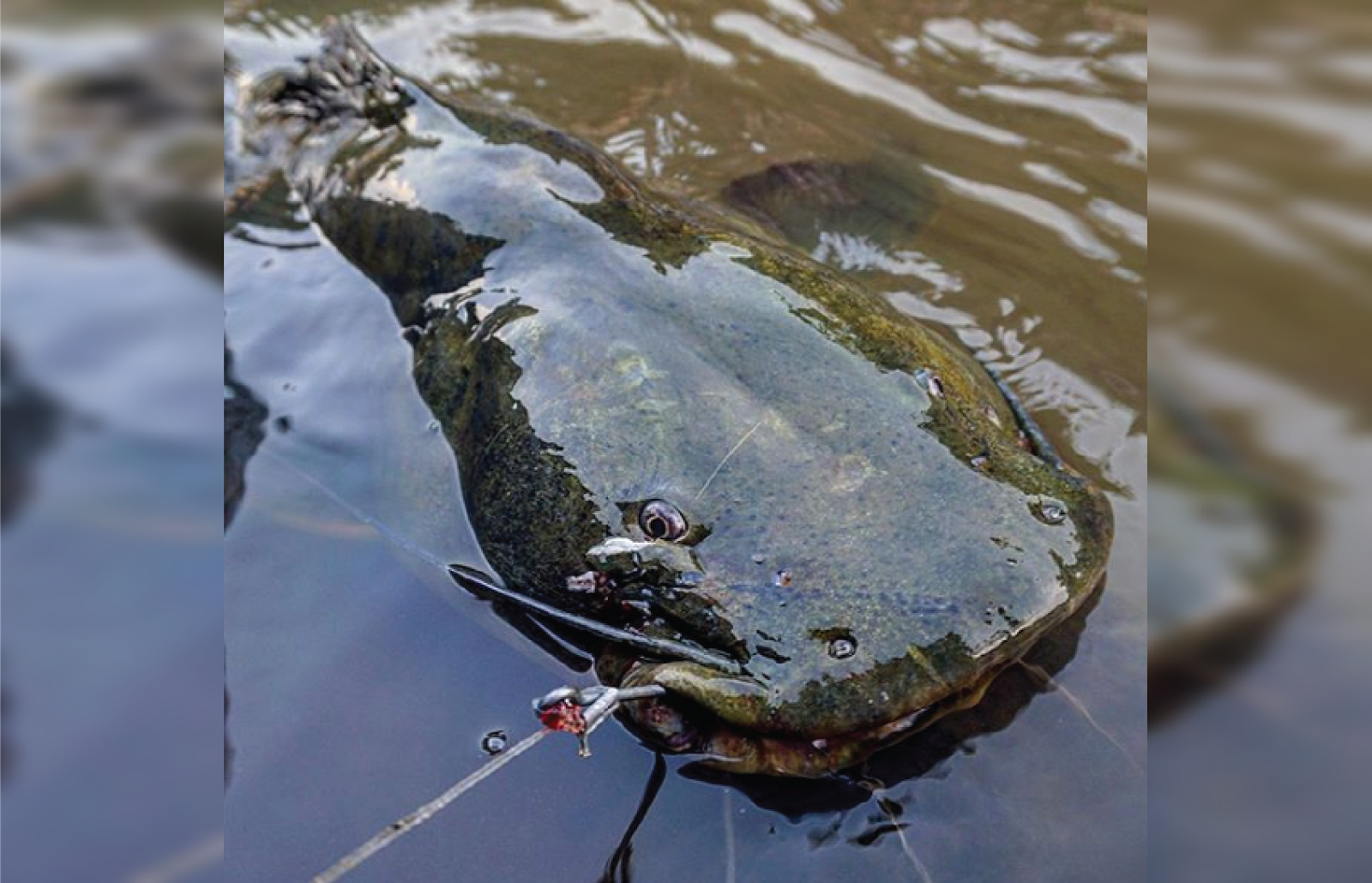 Gilded Catfish Si Lele Coklat Berbobot 50 Kilogram - Nakama Aquatics