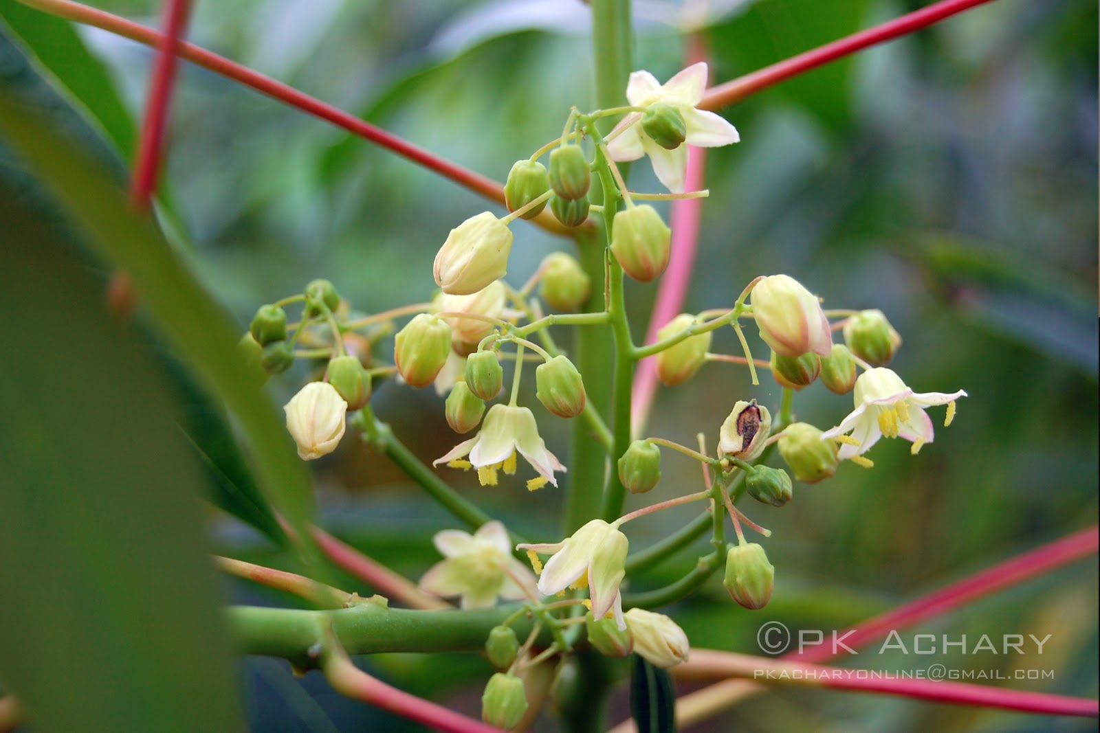 Nature Photos: Tapioca (കപ്പ)