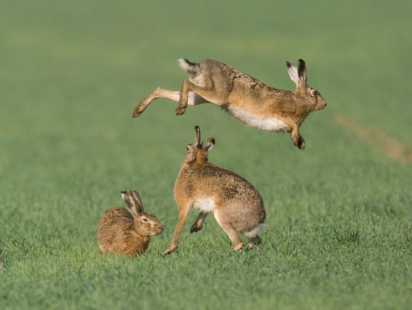 Tales from Parsonage Cottage: Boxing Hares
