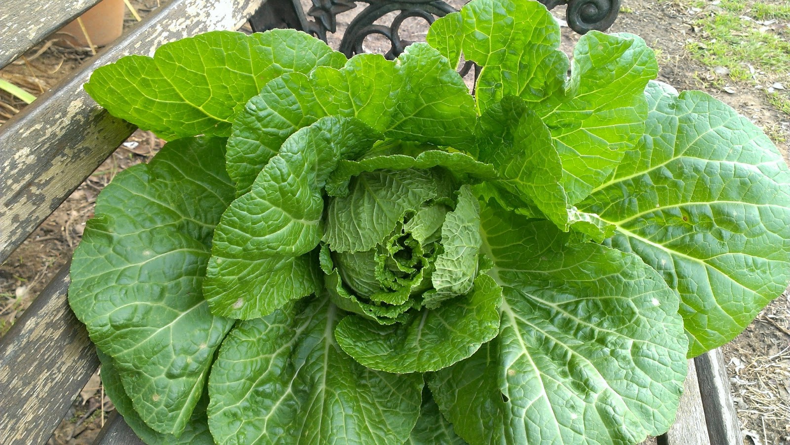 Glut: a year in my patch: Saturday Spotlight: Mini Wombok