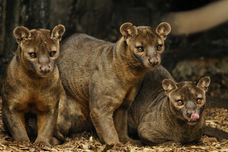 Critter Sitter's Blog: Meet the Fossa