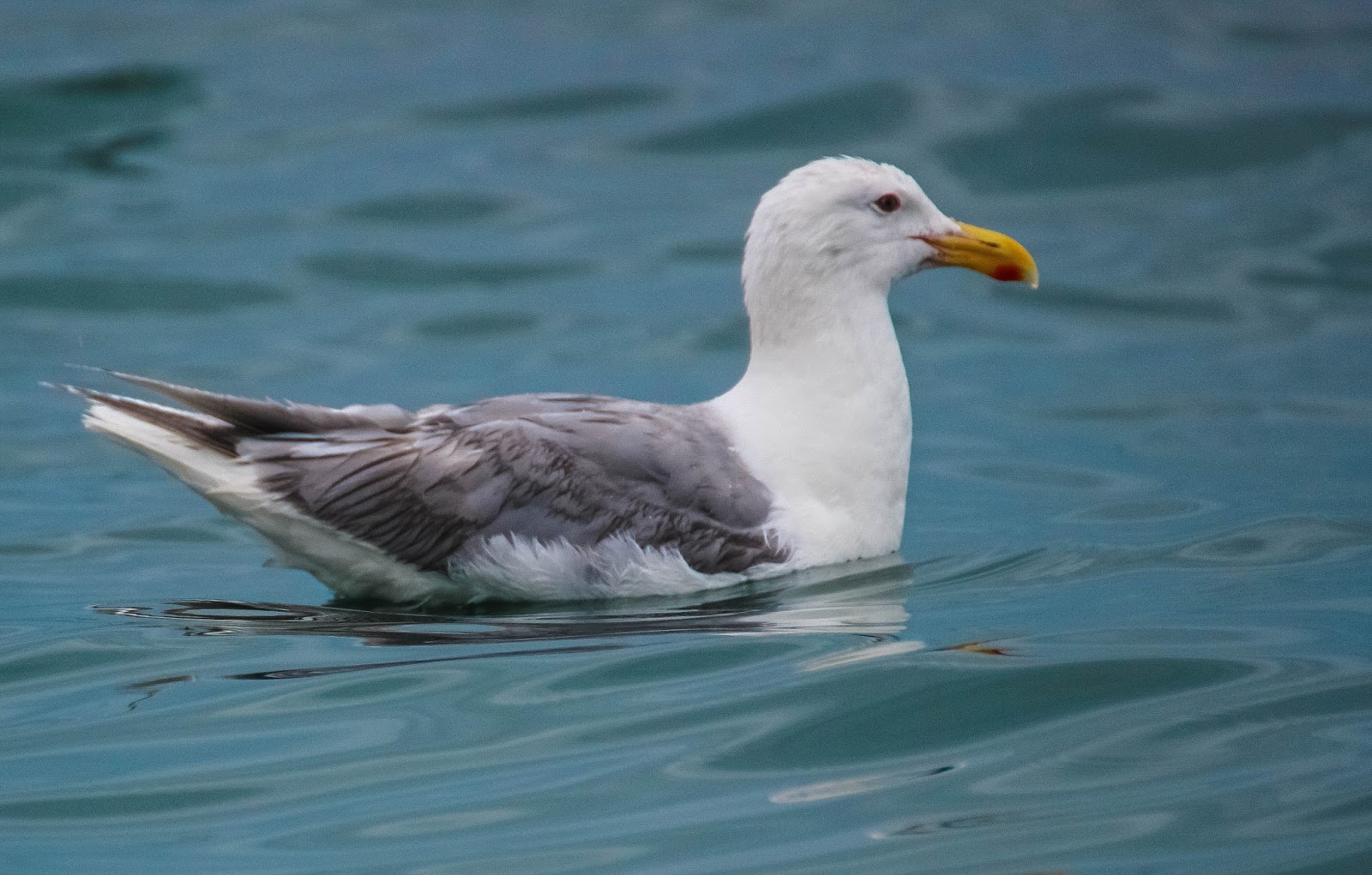 Cannundrums: Glaucous-Winged Gull