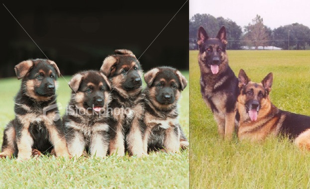 Beauty Mark: ΓΕΡΜΑΝΙΚΟ ΠΟΙΜΕΝΙΚΟ – ΚΟΙΝΩΣ ΛΥΚΟΣΚΥΛΟ- (GERMAN SHEPHERD DOG)