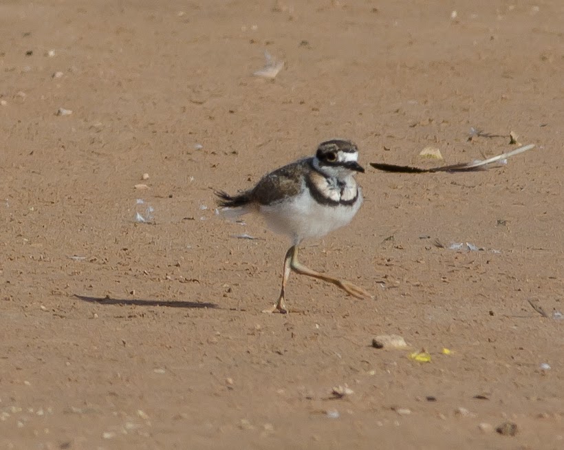 Gordon's Birding Adventures: Gilbert Riparian Water Preserve - 7 May 2013