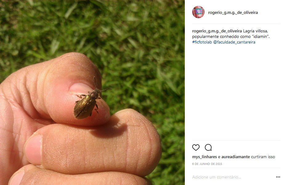 arboreo.net: Idi amim, bicho-capixaba (Lagria villosa (Tenebrionidae ...