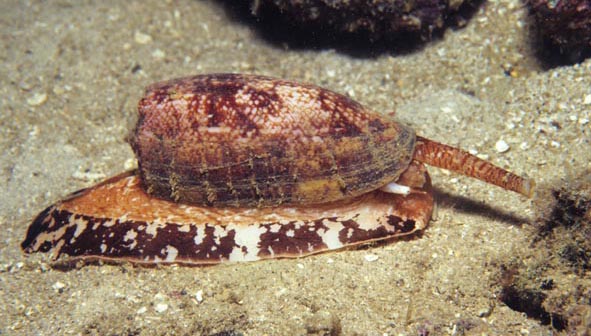 Siput Kerucut, Pemanah Mematikan dari Lautan | RE Tawon