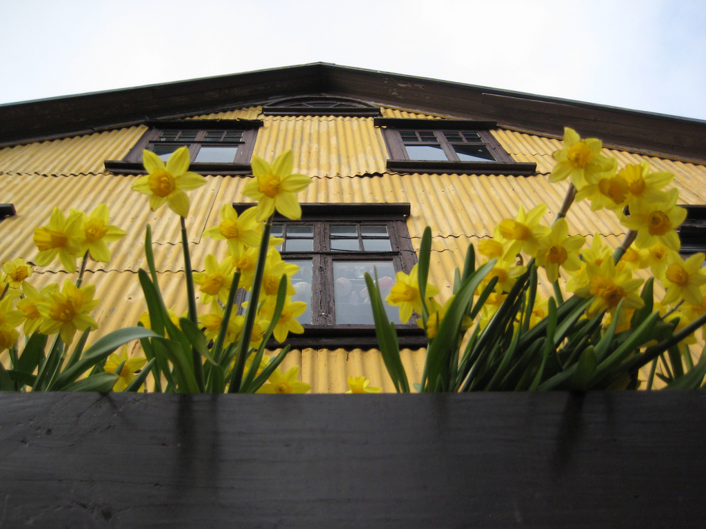 Iceland Eyes: an Original Icelandic Photojournal Since 2004