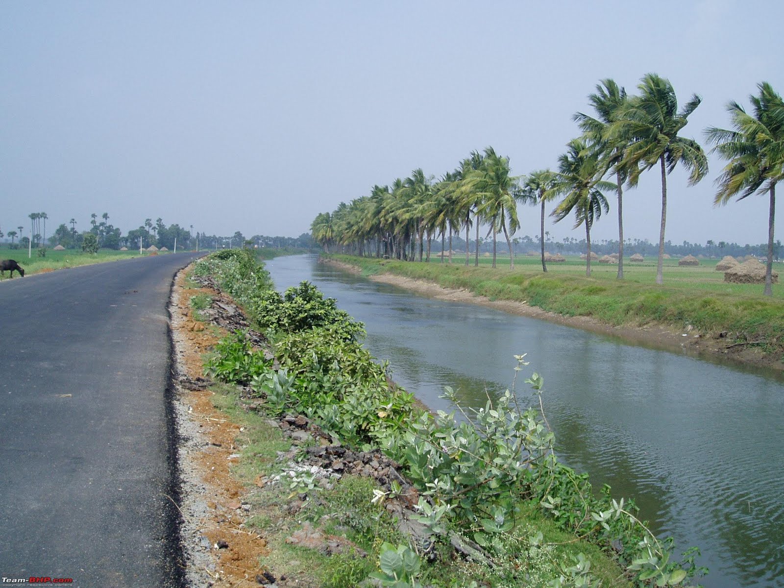 REPALLE: Repalle-repalle