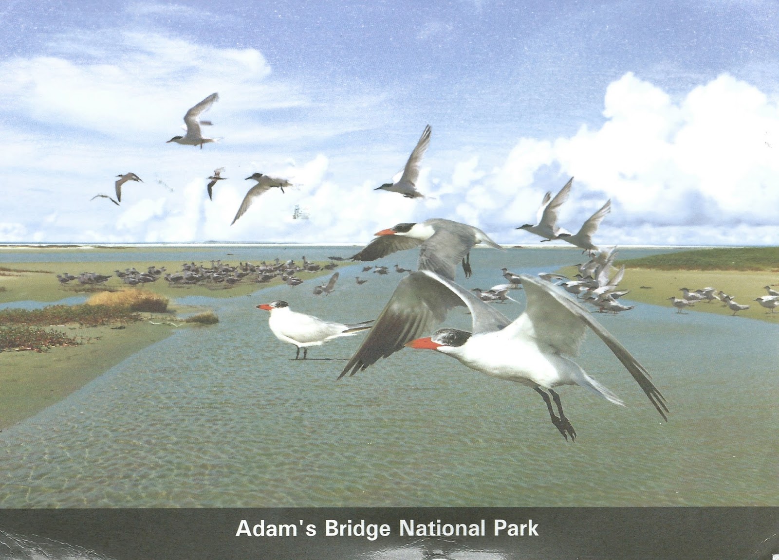 MY POSTCARD-PAGE: SRI LANKA ~ Adam’s Bridge Marine National Park